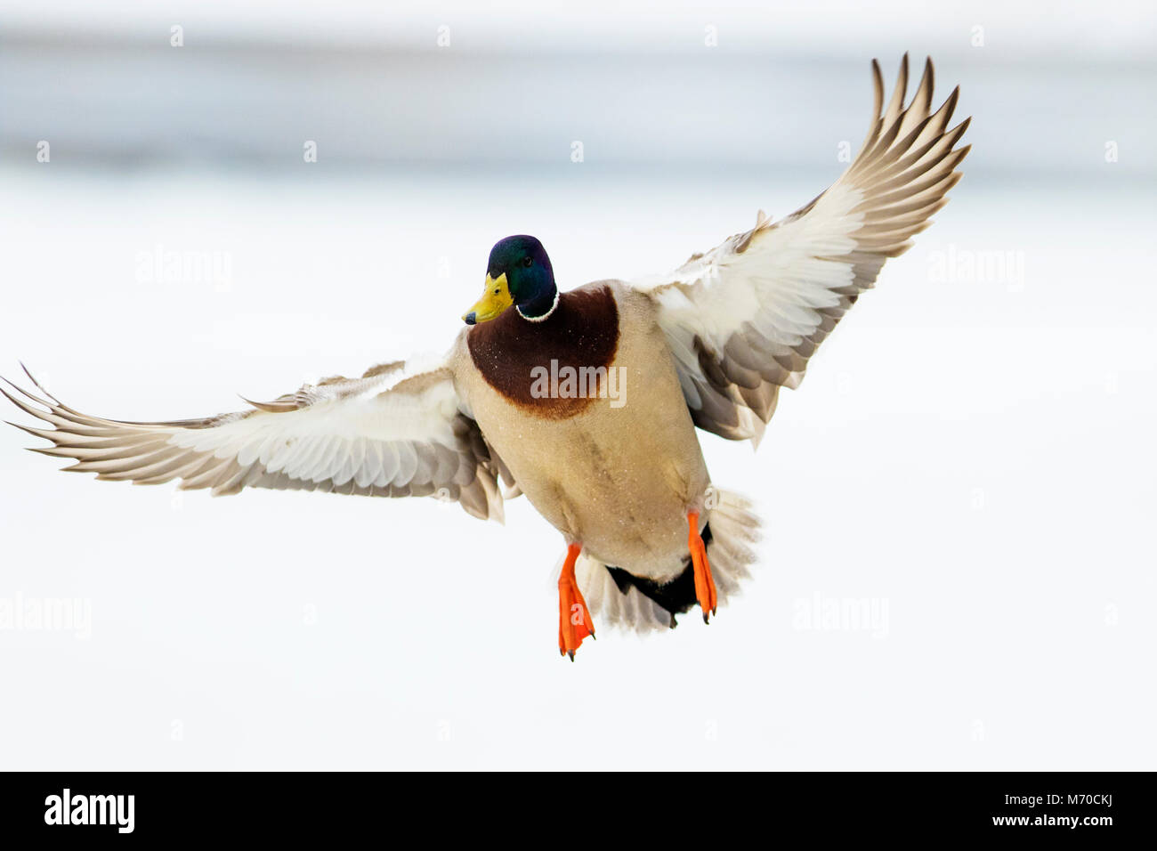 mallard in flight Stock Photo - Alamy