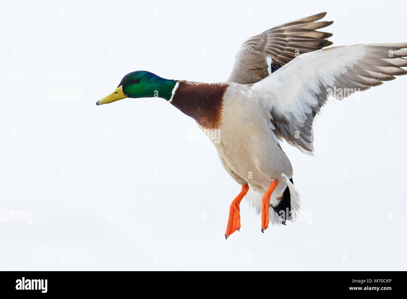 mallard in flight Stock Photo - Alamy
