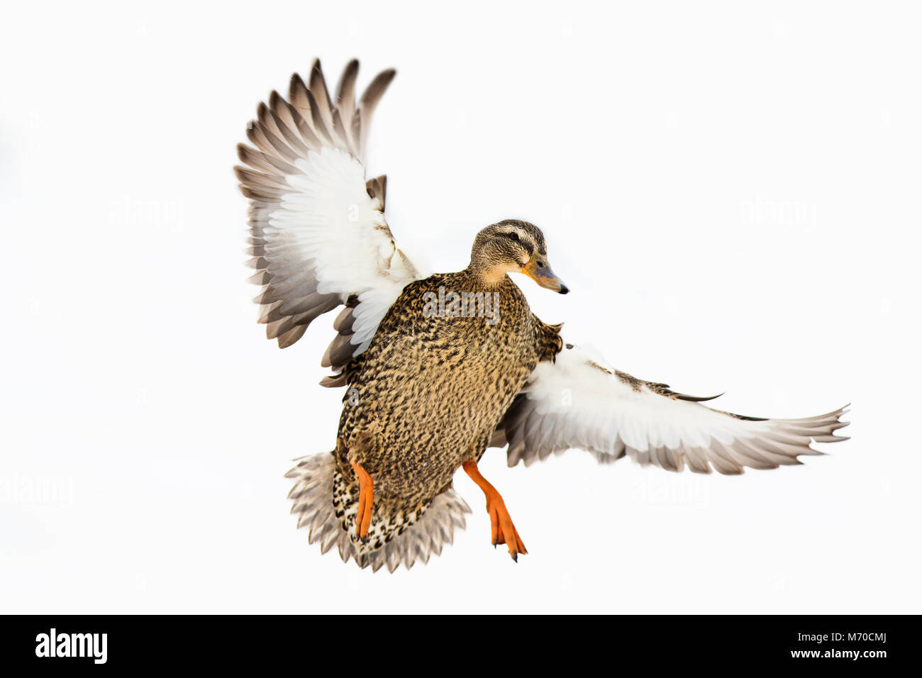 Mallard duck hunting Cut Out Stock Images & Pictures - Alamy