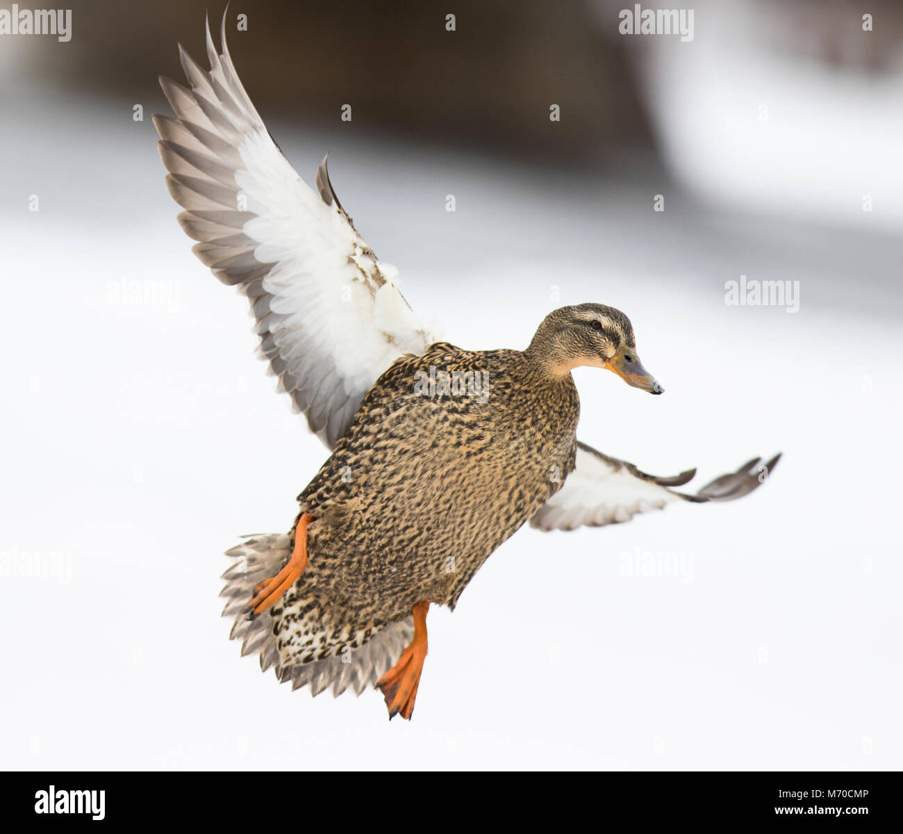 mallard in flight Stock Photo - Alamy