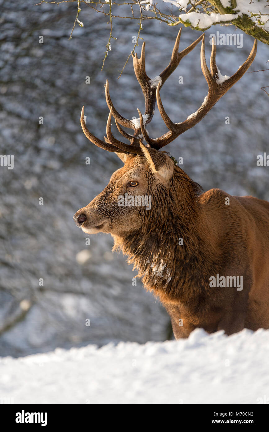 British stag winter hi-res stock photography and images - Alamy