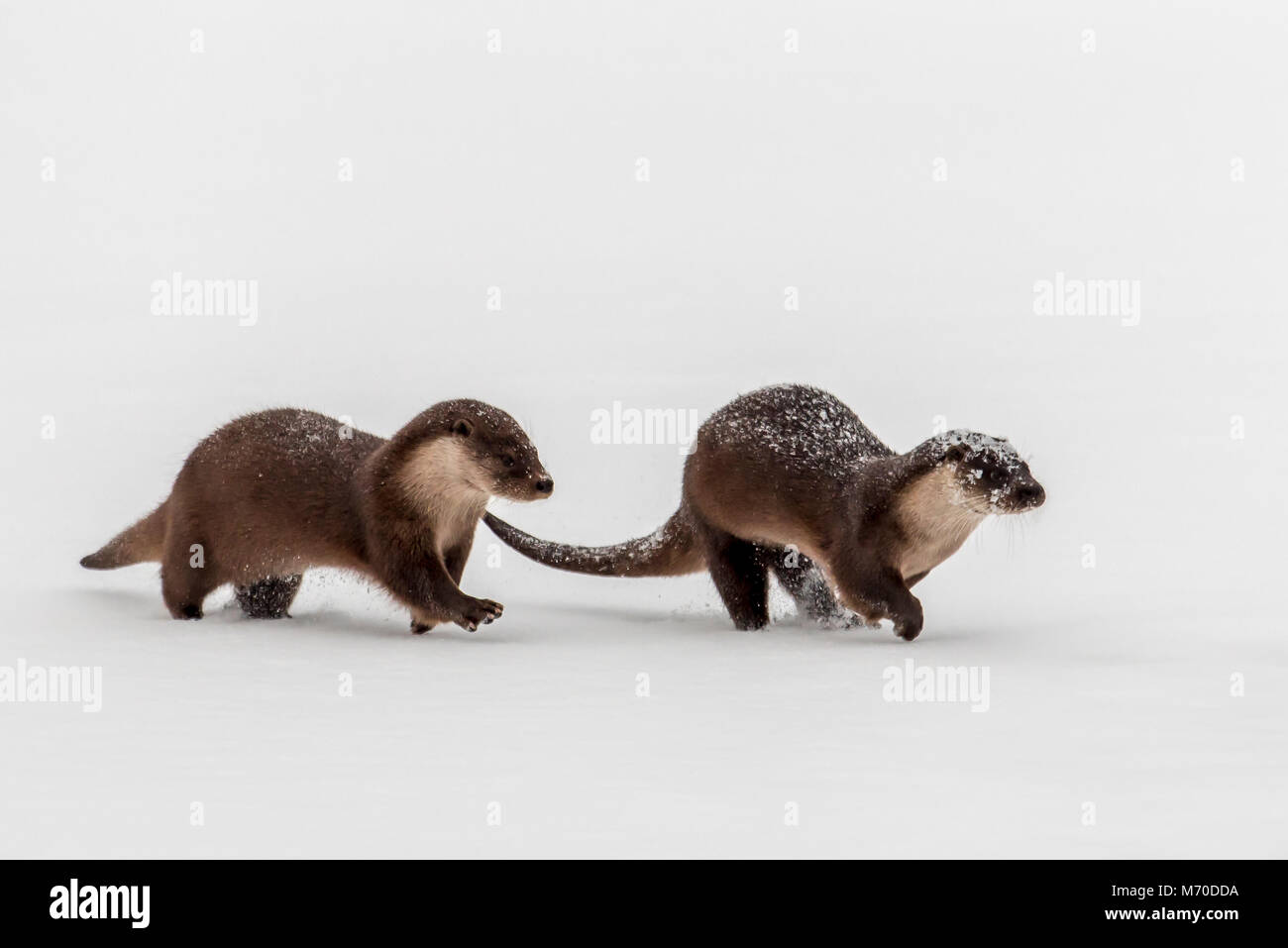 Utter hi-res stock photography and images - Alamy