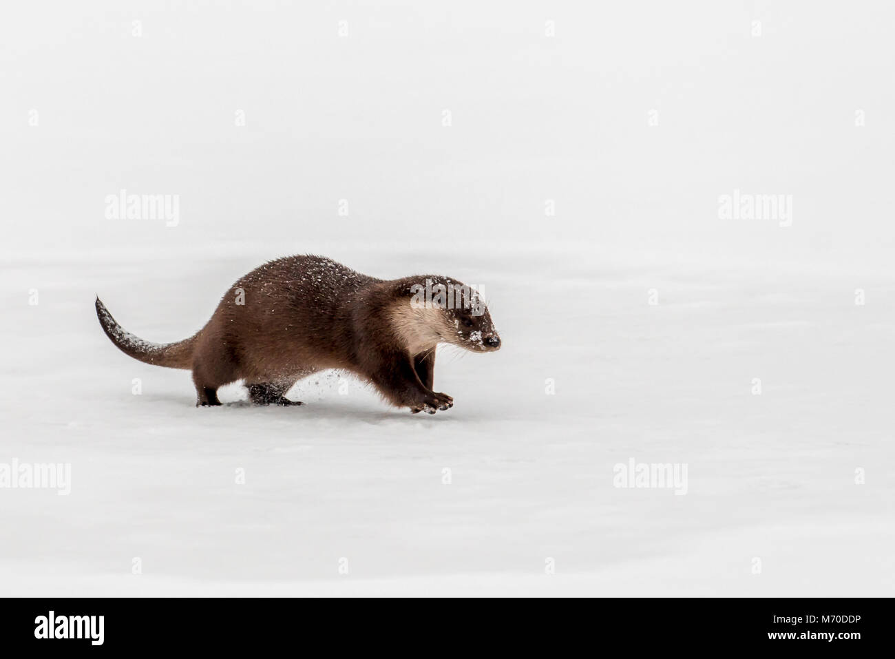 Utter hi-res stock photography and images - Alamy