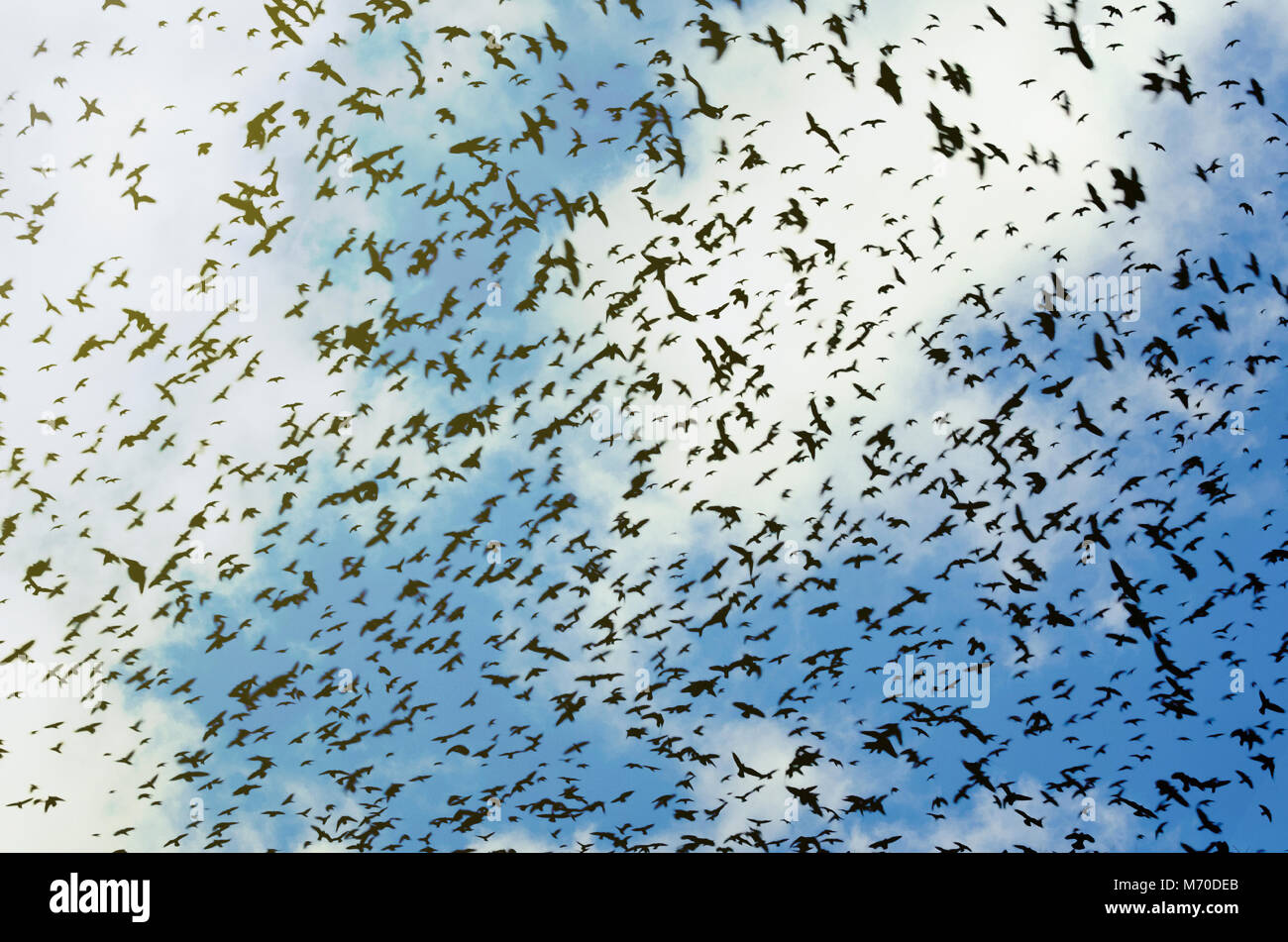 Crow Flock Silhouette