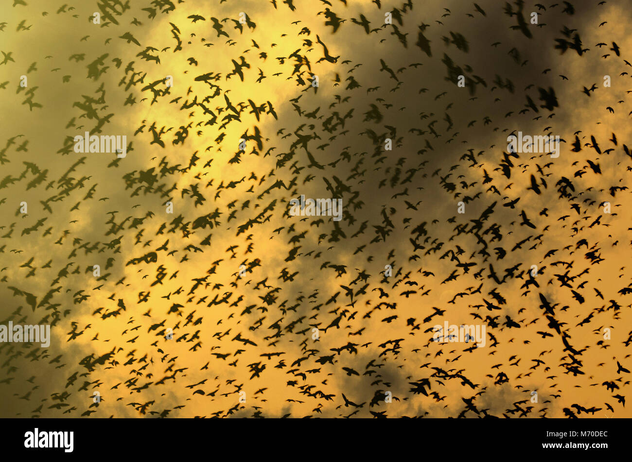 silhouettes of crows on dramatic sky background with clouds. A flock of ...