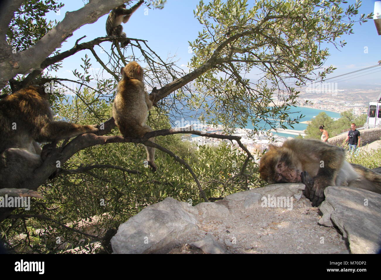 Barbary Macaques of Gibraltar Stock Photo - Alamy