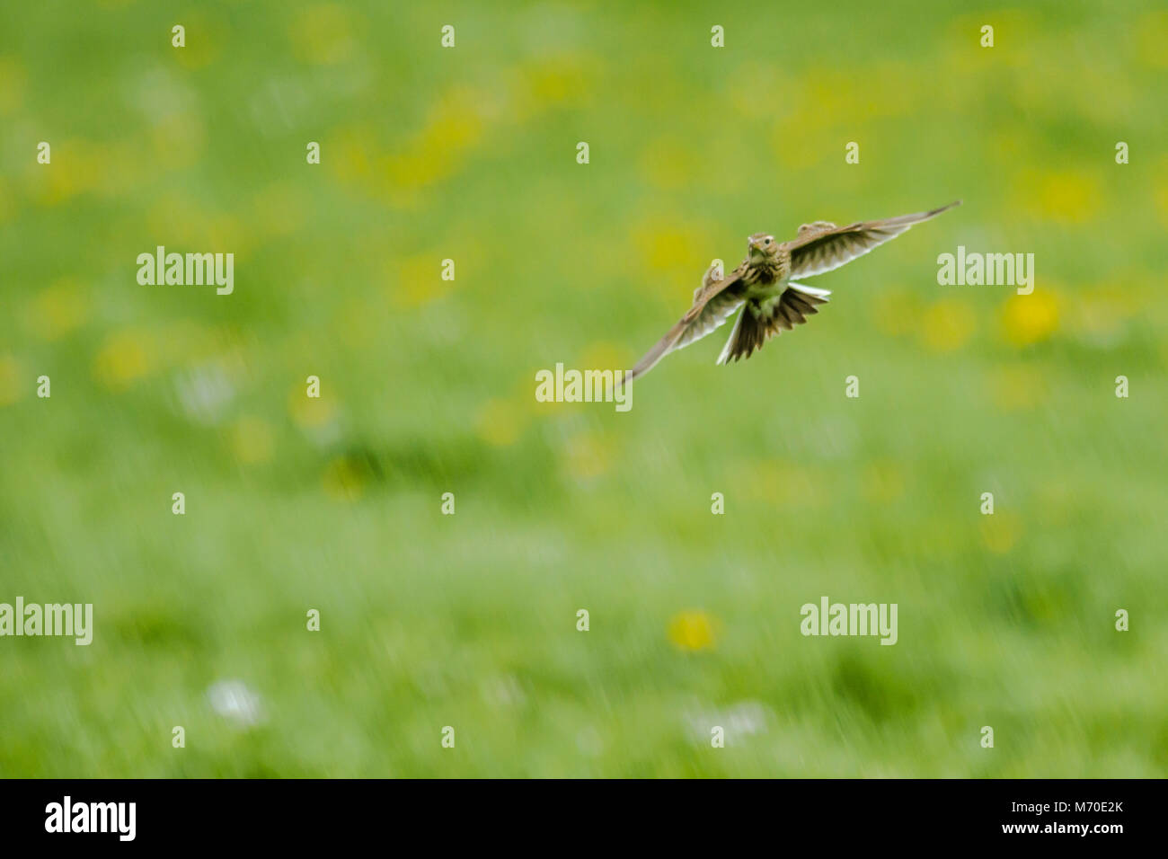 A common skylark in flight Stock Photo - Alamy