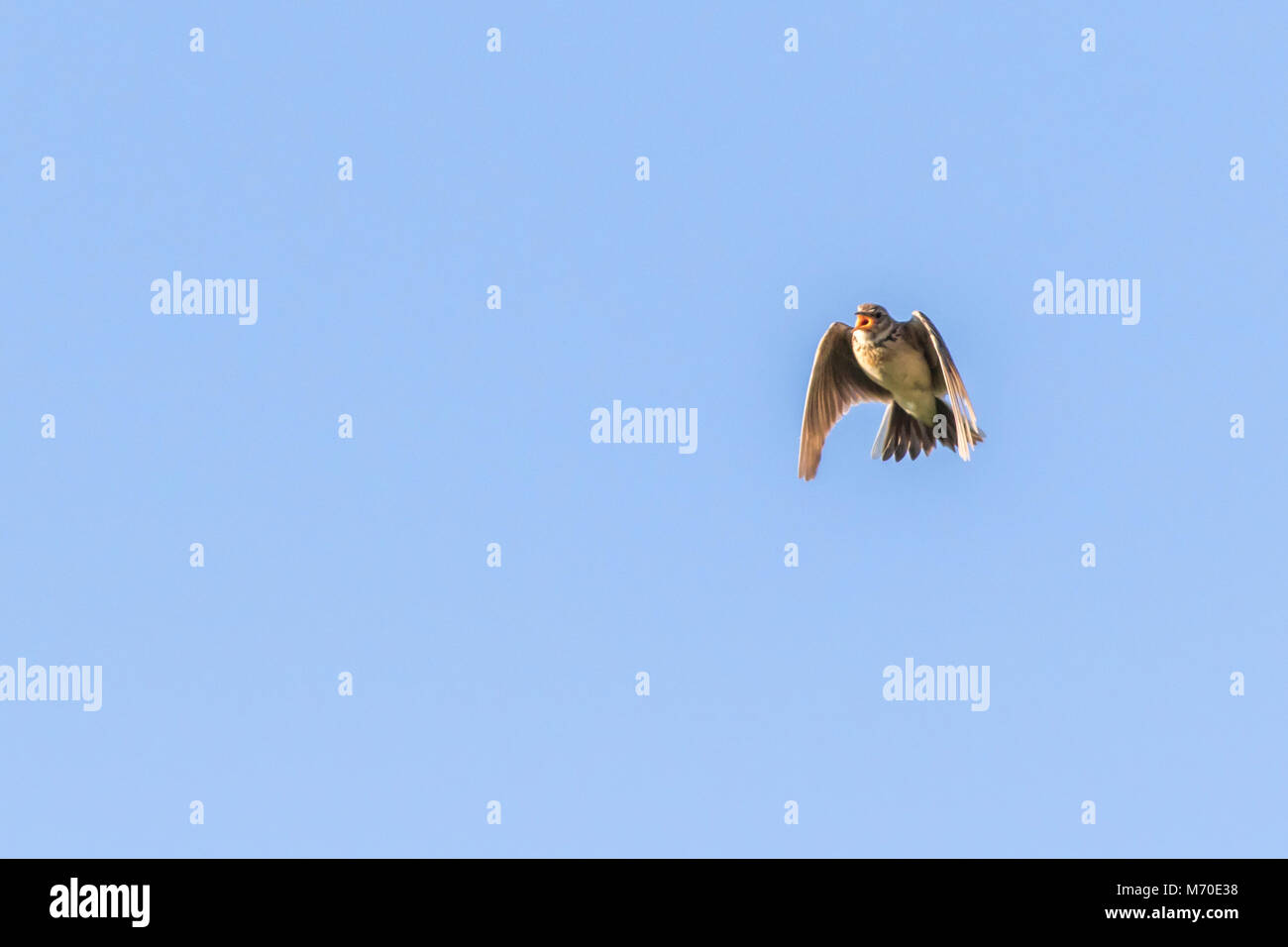 A common skylark in flight Stock Photo - Alamy