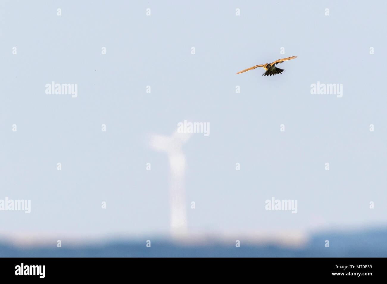 A common skylark in flight Stock Photo - Alamy
