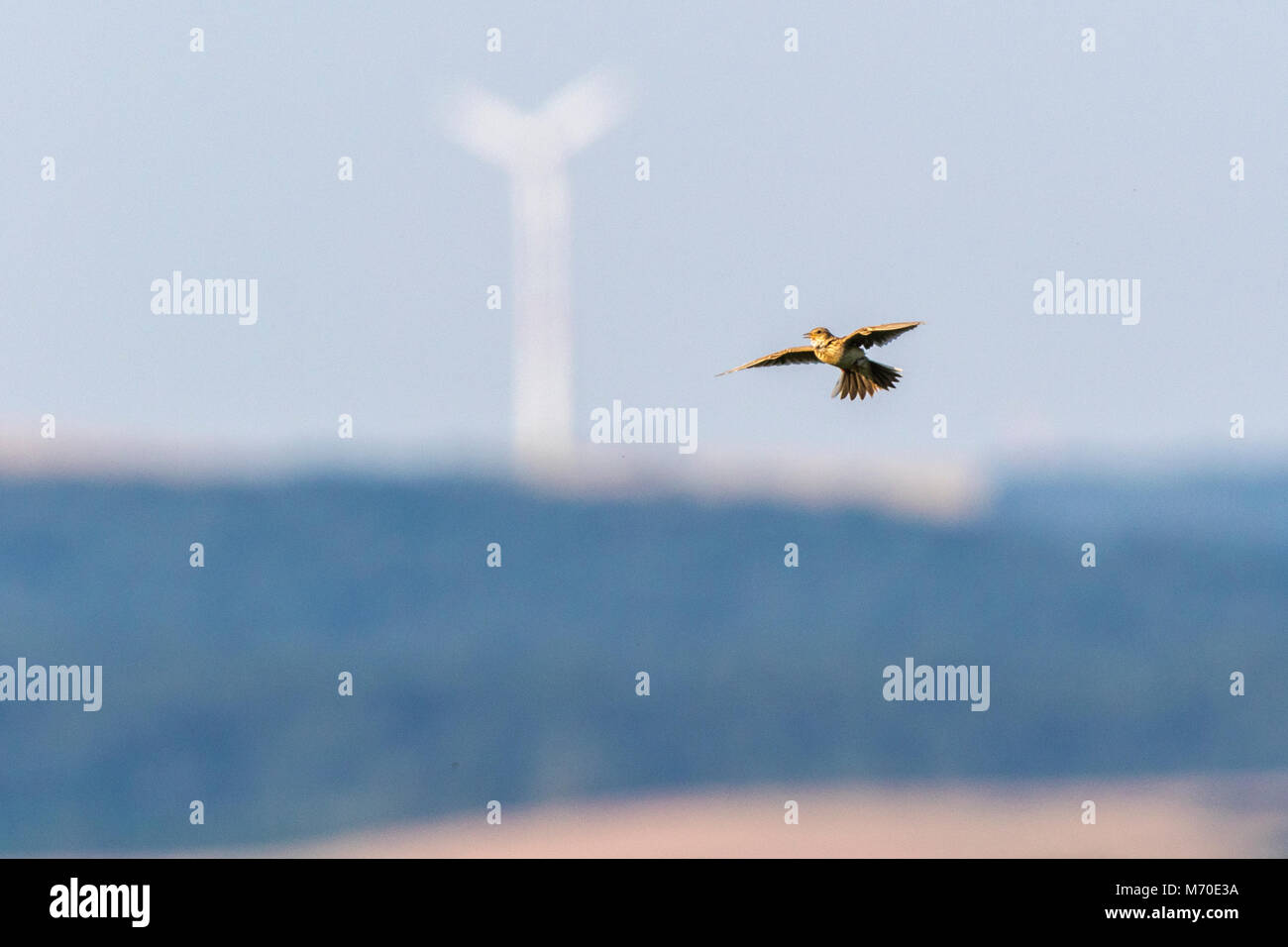 A common skylark in flight Stock Photo - Alamy