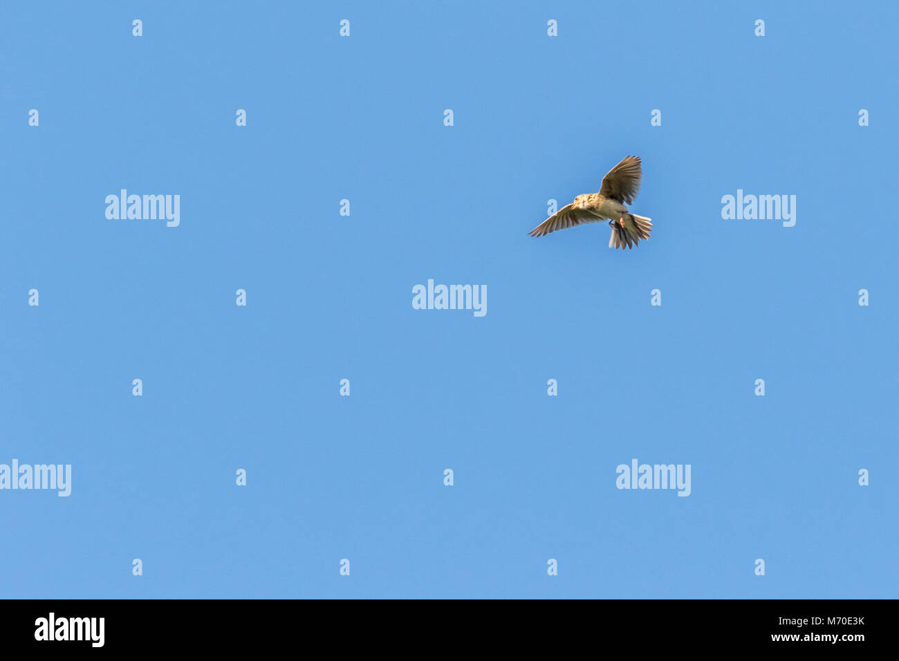 A common skylark in flight Stock Photo - Alamy