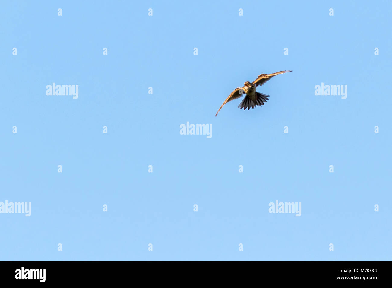 A common skylark in flight Stock Photo - Alamy