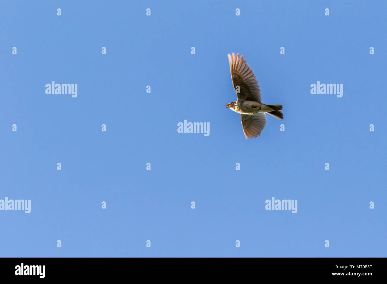 A common skylark in flight Stock Photo - Alamy