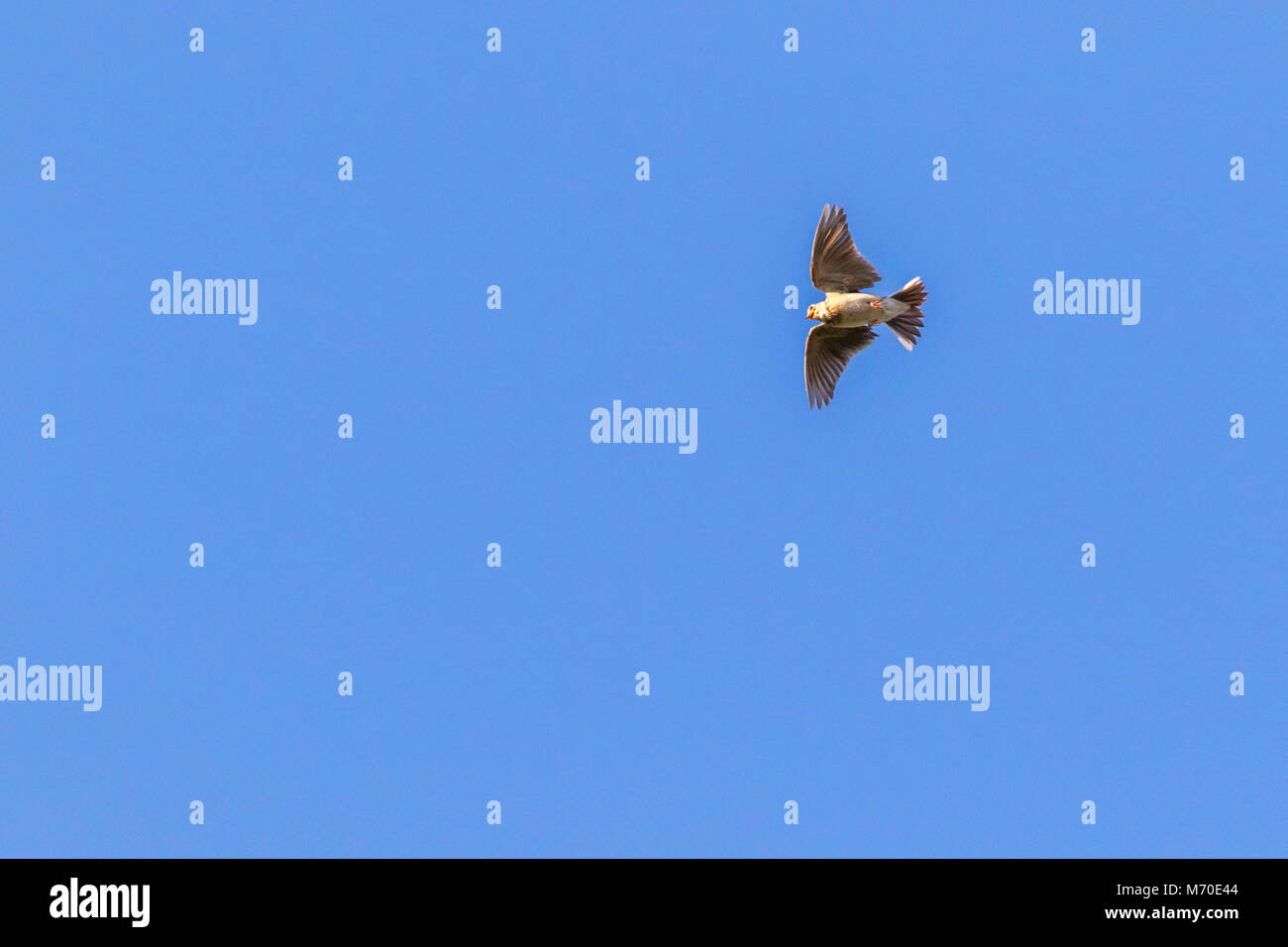 A common skylark in flight Stock Photo - Alamy