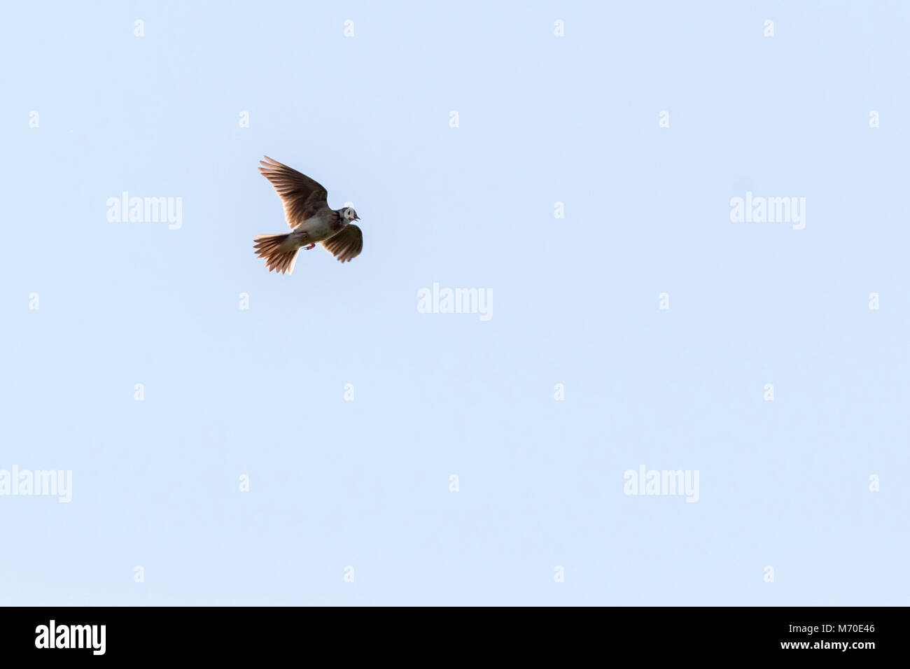 A common skylark in flight Stock Photo - Alamy