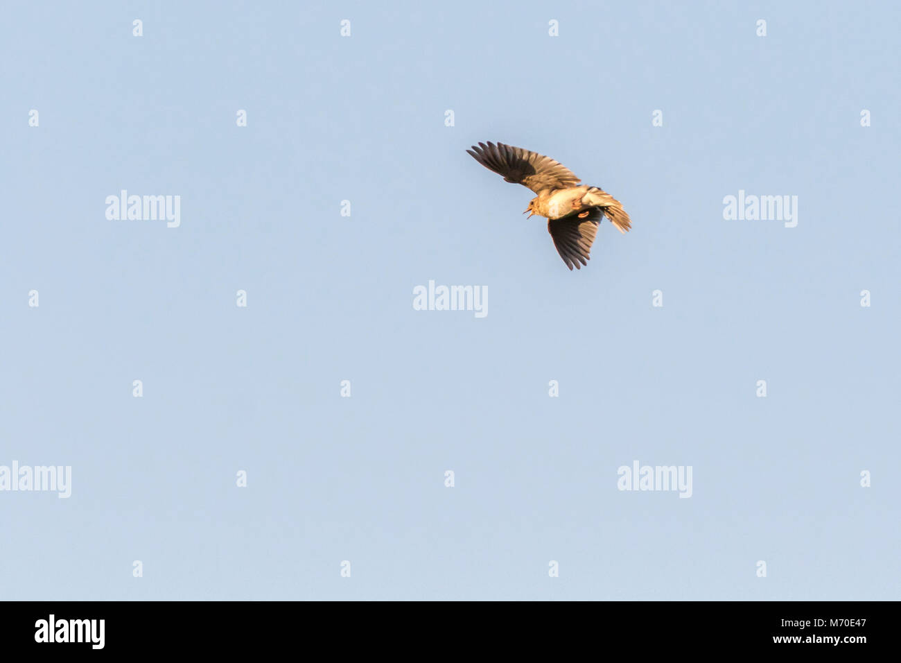 A common skylark in flight Stock Photo - Alamy