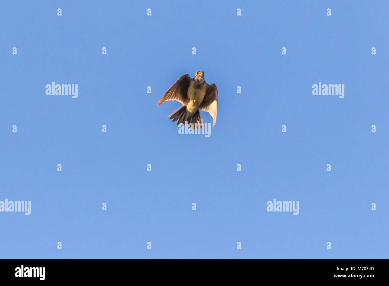 A common skylark in flight Stock Photo - Alamy