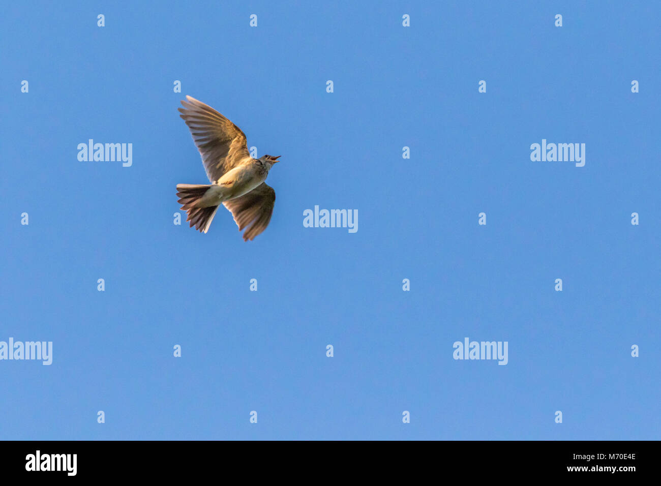 A common skylark in flight Stock Photo - Alamy