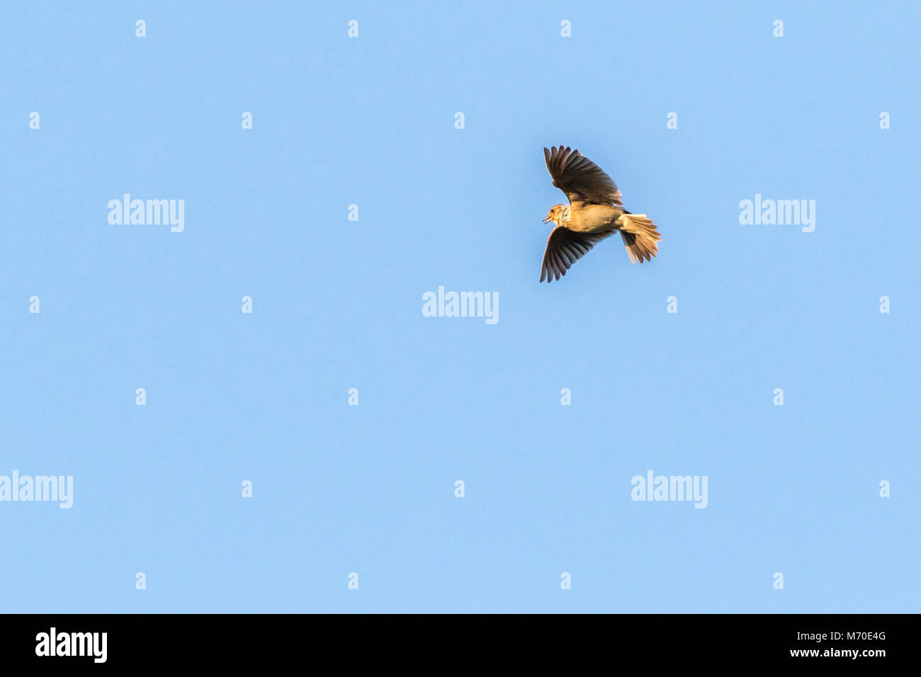 A common skylark in flight Stock Photo - Alamy