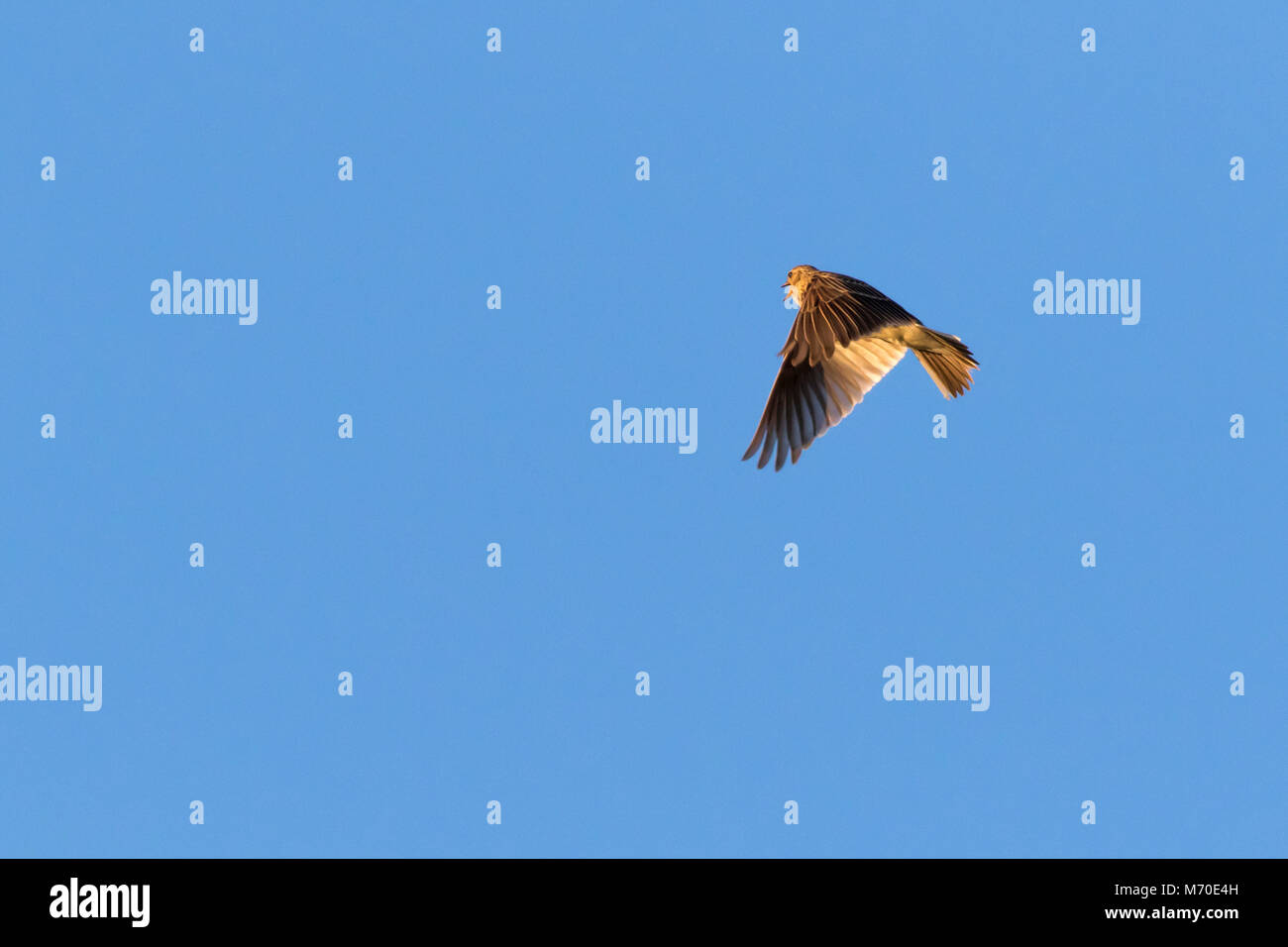 A common skylark in flight Stock Photo - Alamy