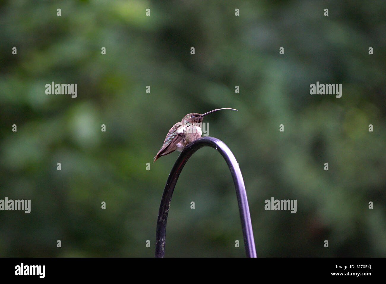 Male Hummingbird sitting on iron post Stock Photo - Alamy