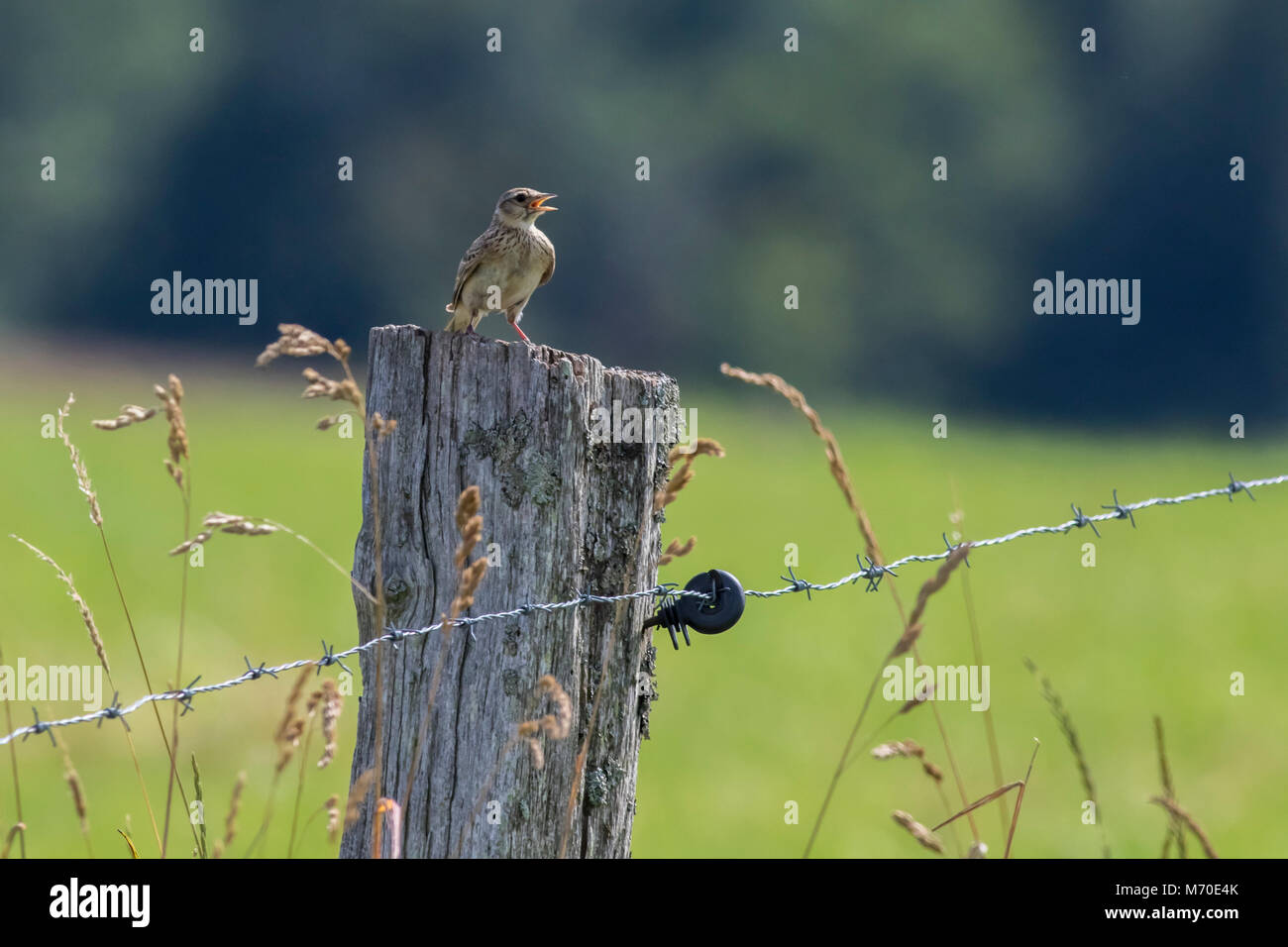 A common skylark in flight Stock Photo - Alamy