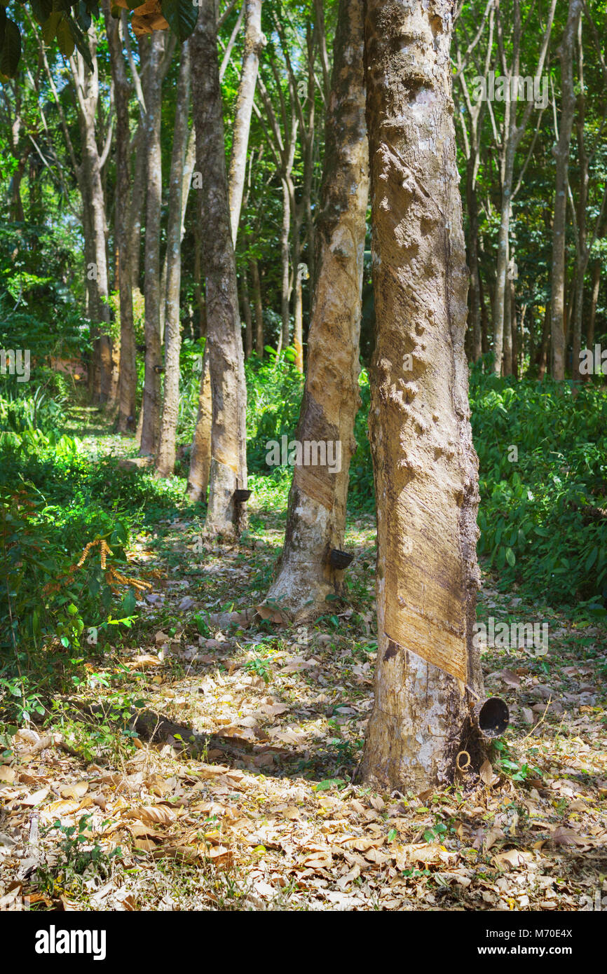 Latex extraction hi-res stock photography and images - Alamy