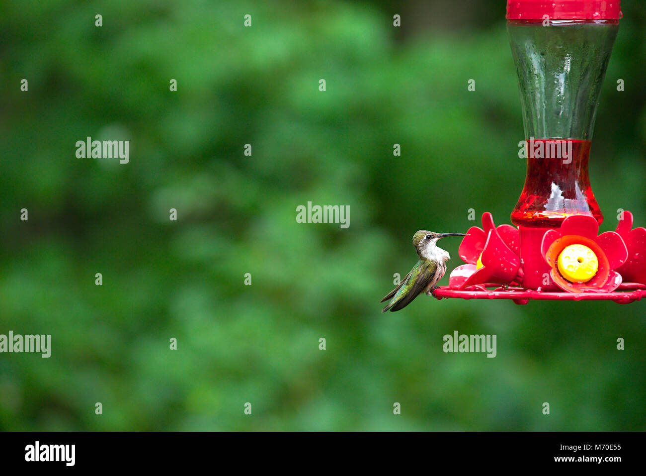Female Hummingbird eating at bird feeder Stock Photo - Alamy
