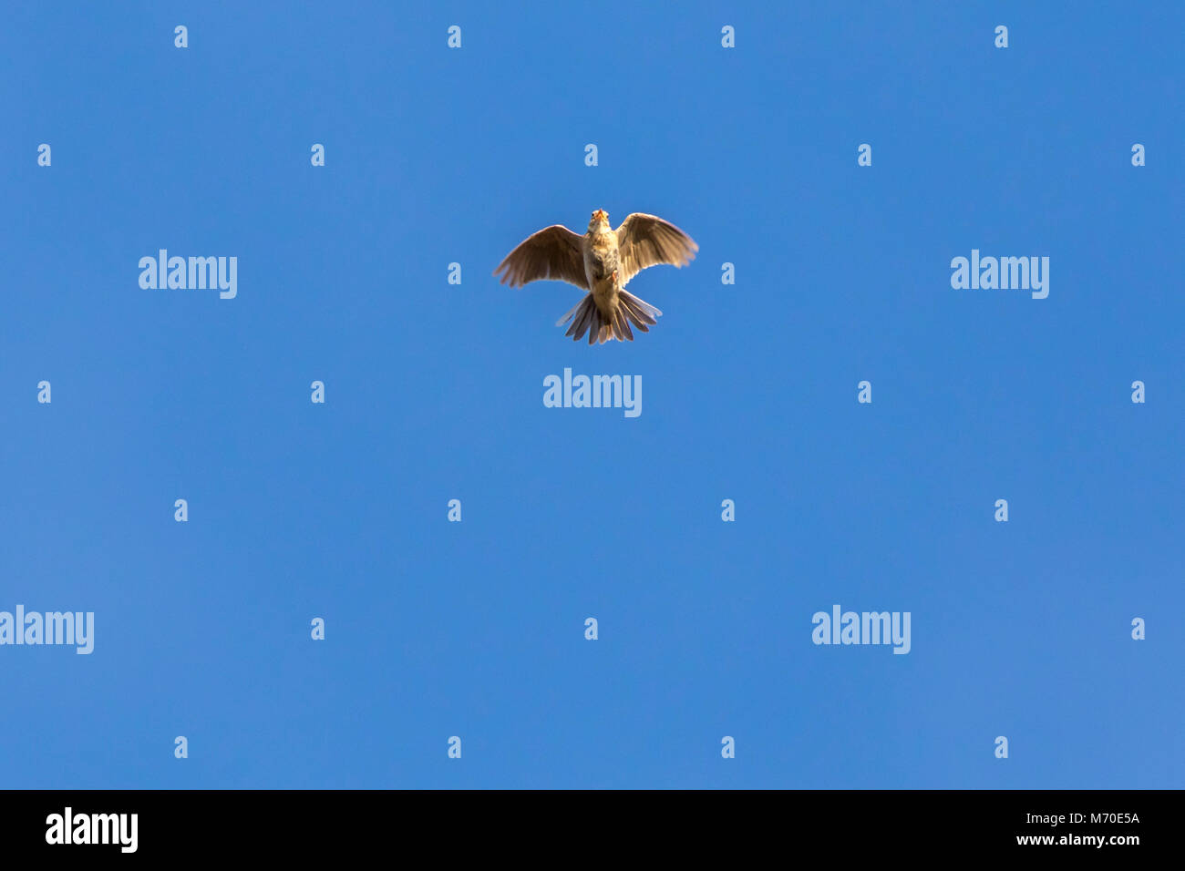 A common skylark in flight Stock Photo - Alamy
