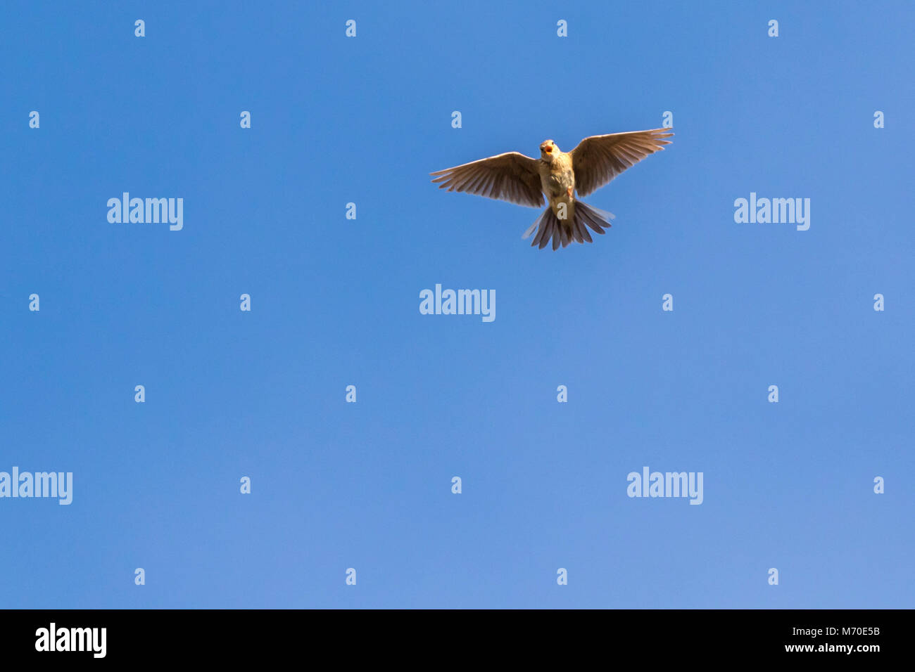 A common skylark in flight Stock Photo - Alamy
