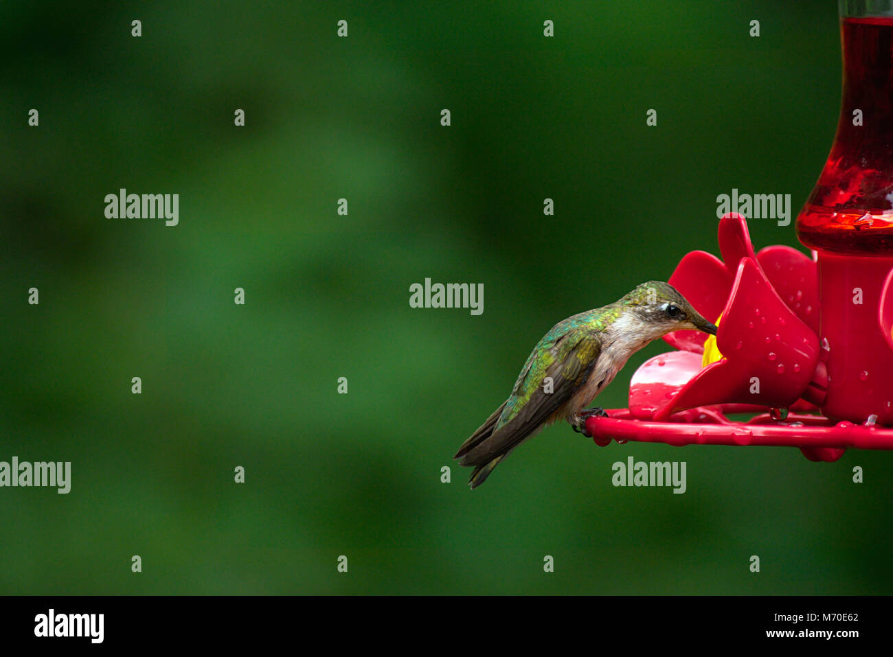 Female Hummingbird eating at bird feeder Stock Photo - Alamy