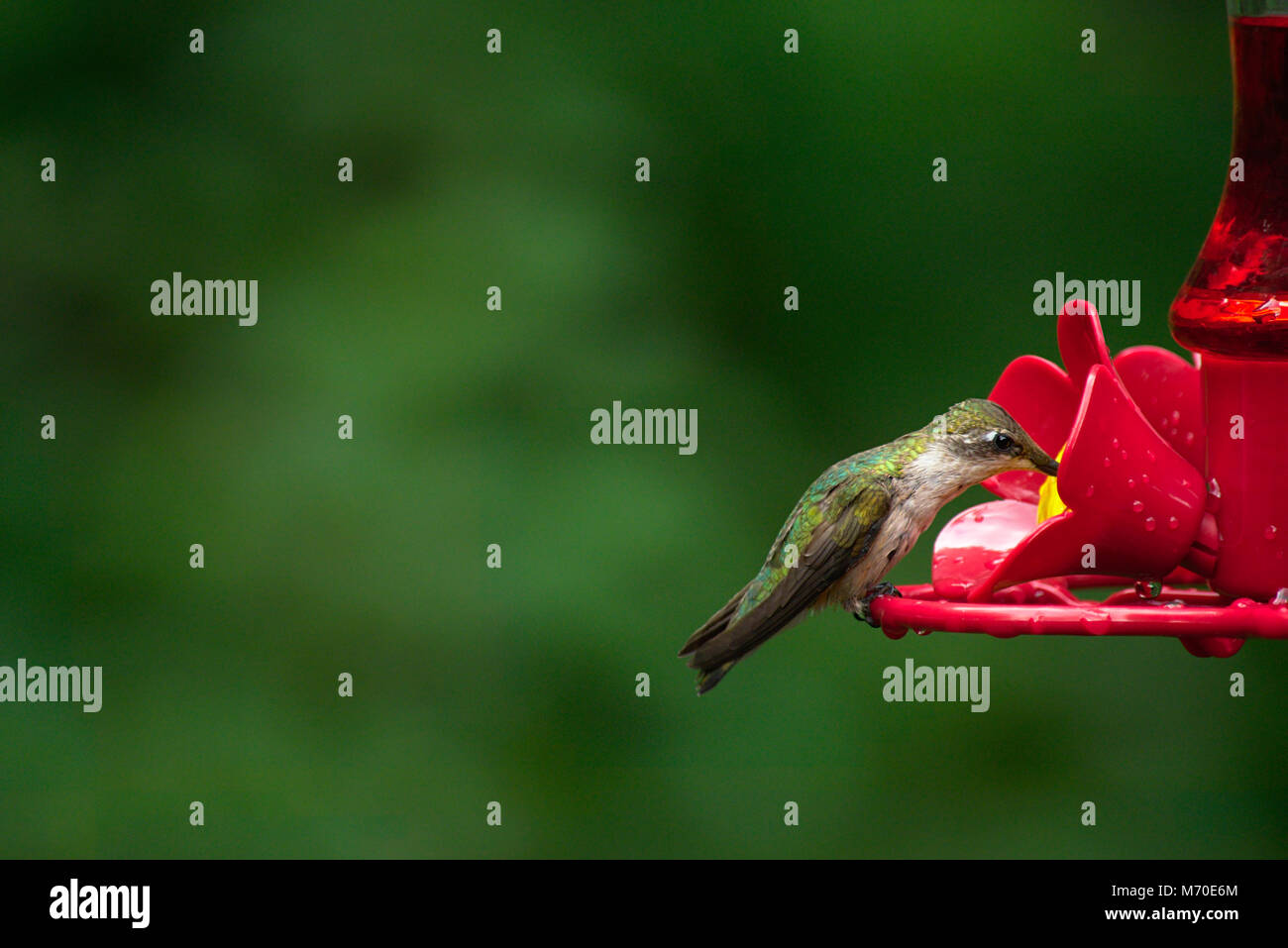 Female Hummingbird eating at bird feeder Stock Photo - Alamy