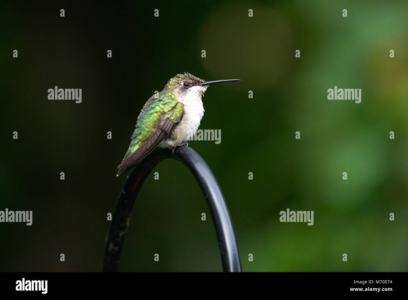 Female Hummingbird resting on Iron post Stock Photo - Alamy