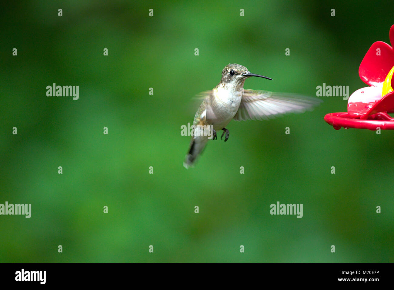 Female Hummingbird eating at bird feeder Stock Photo - Alamy