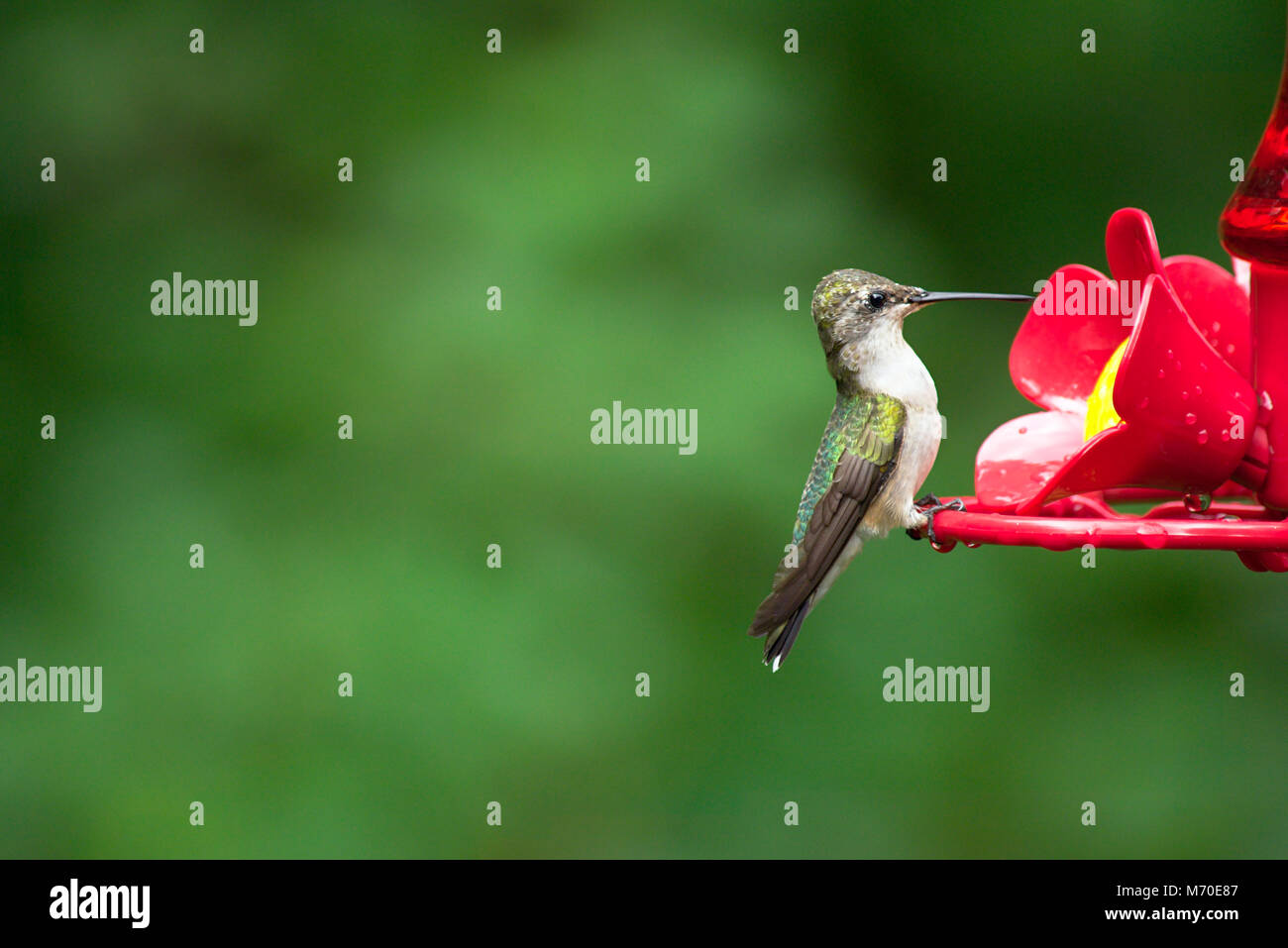Female Hummingbird eating at bird feeder Stock Photo - Alamy