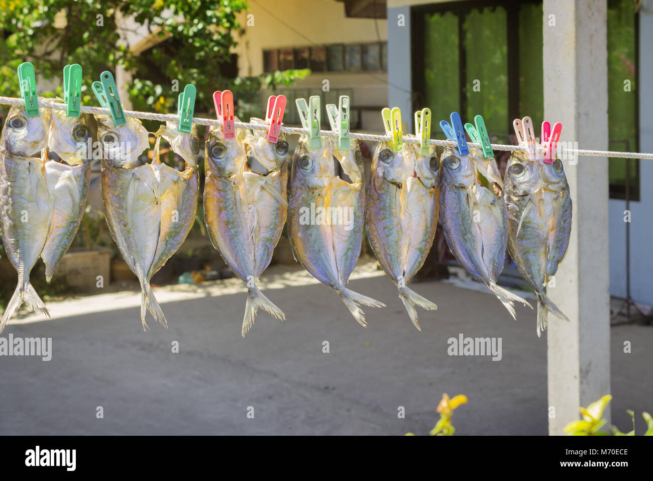 Fish are suspended on a rope and dried in the heat Stock Photo - Alamy