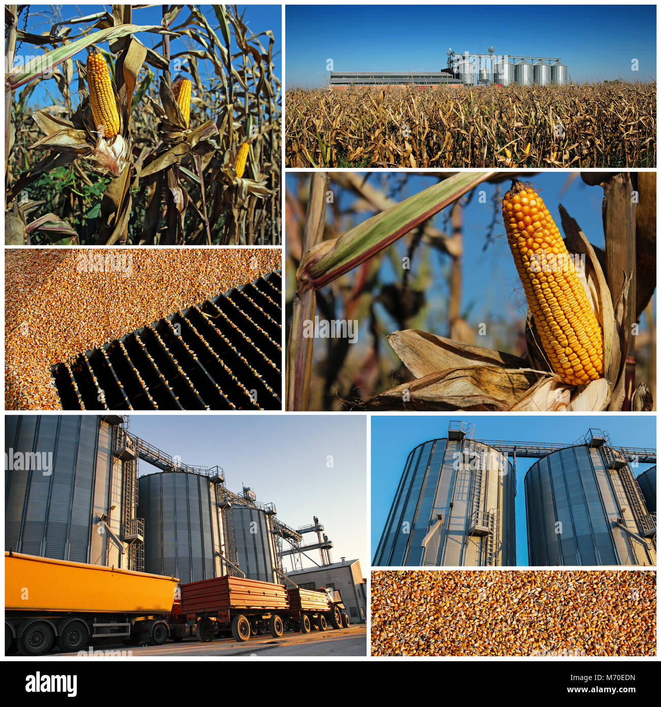Collage of photographs showing ripe maize corn on the cob in cultivated ...