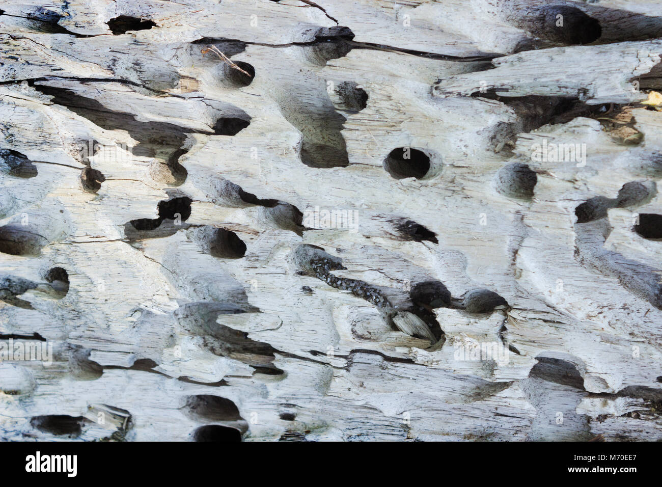 Texture of wood, corroded pests. Background Stock Photo - Alamy