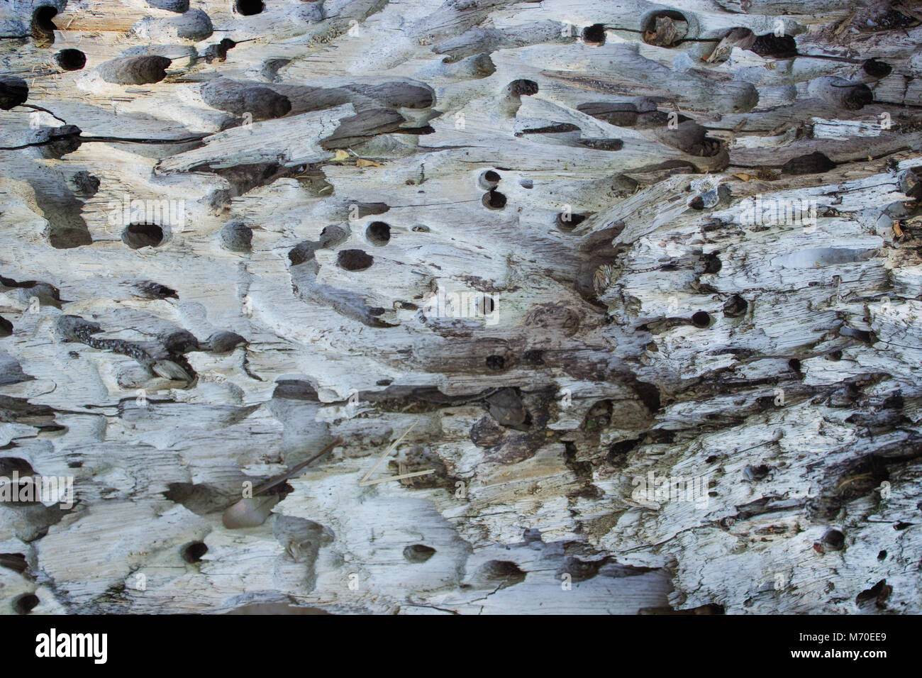 Texture of wood, corroded pests. Background Stock Photo - Alamy