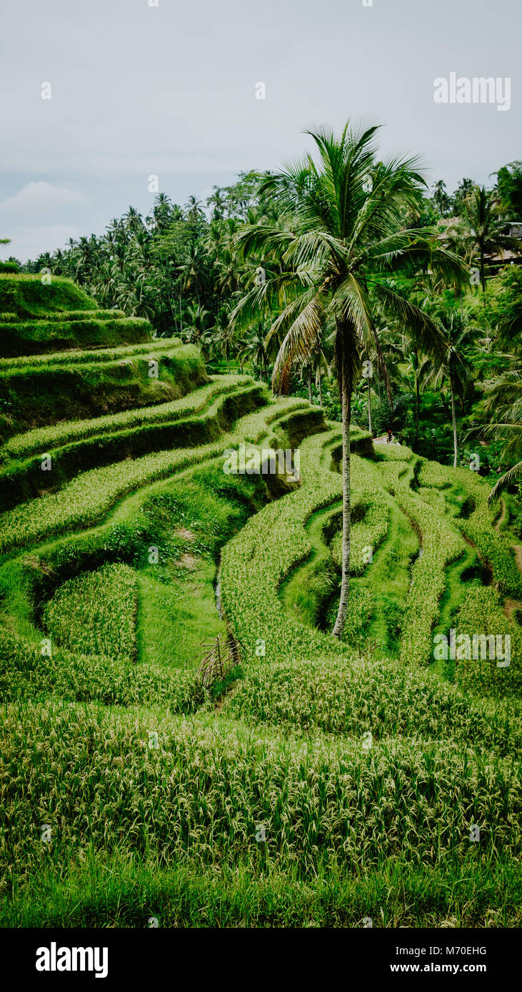 Amazing tegalalang Rice Terrace field with beautiful palm trees growing ...