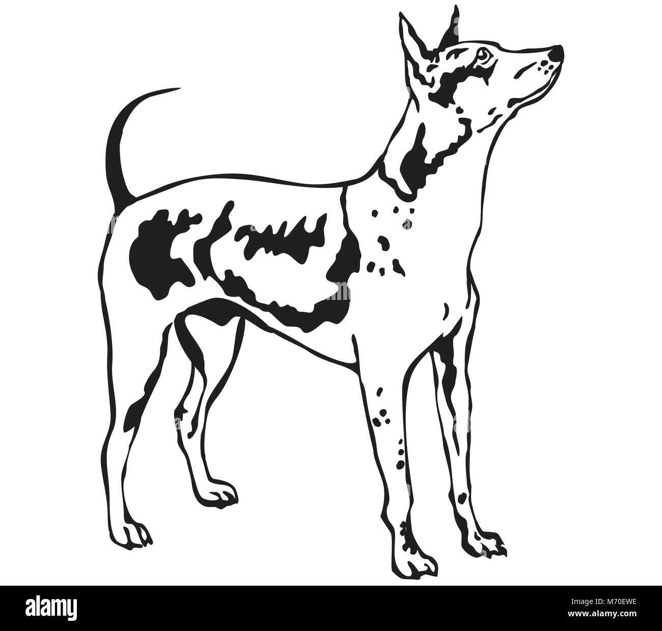 American hairless terrier in hi-res stock photography and images - Alamy