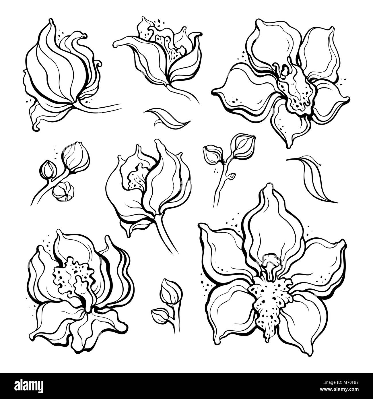 Floral set, Orchids. Design element. Beautiful Hand Drawn illustration ...
