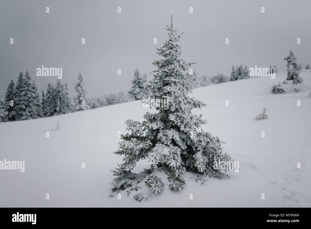 Snow fog blizzard arctic hi-res stock photography and images - Alamy