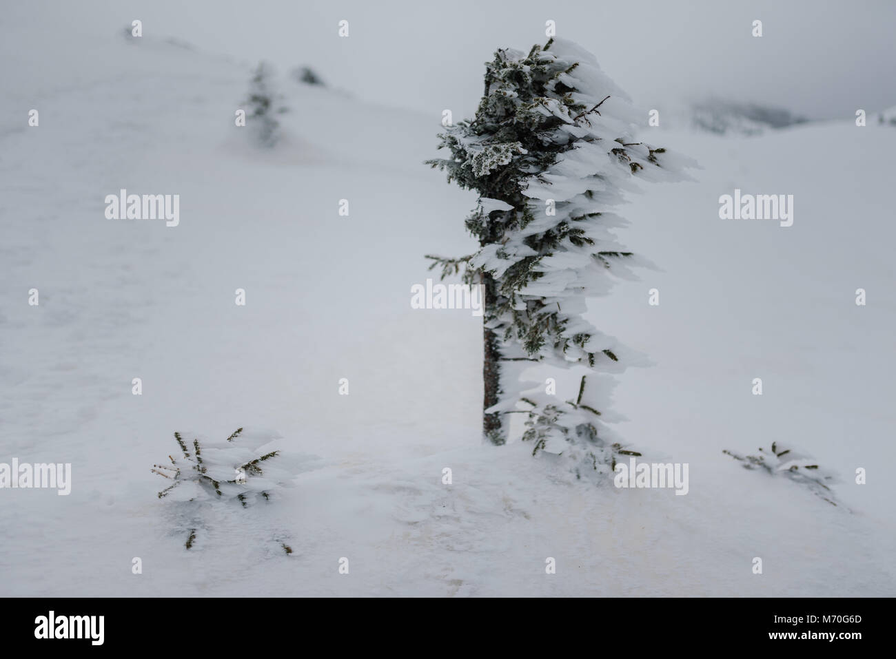 Mountain scenery in snow blizzard Stock Photo - Alamy