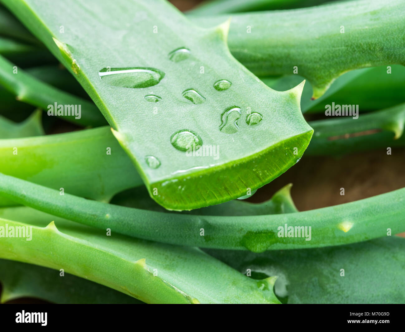Aloe or Aloe vera fresh leaves and slices on white background Stock ...