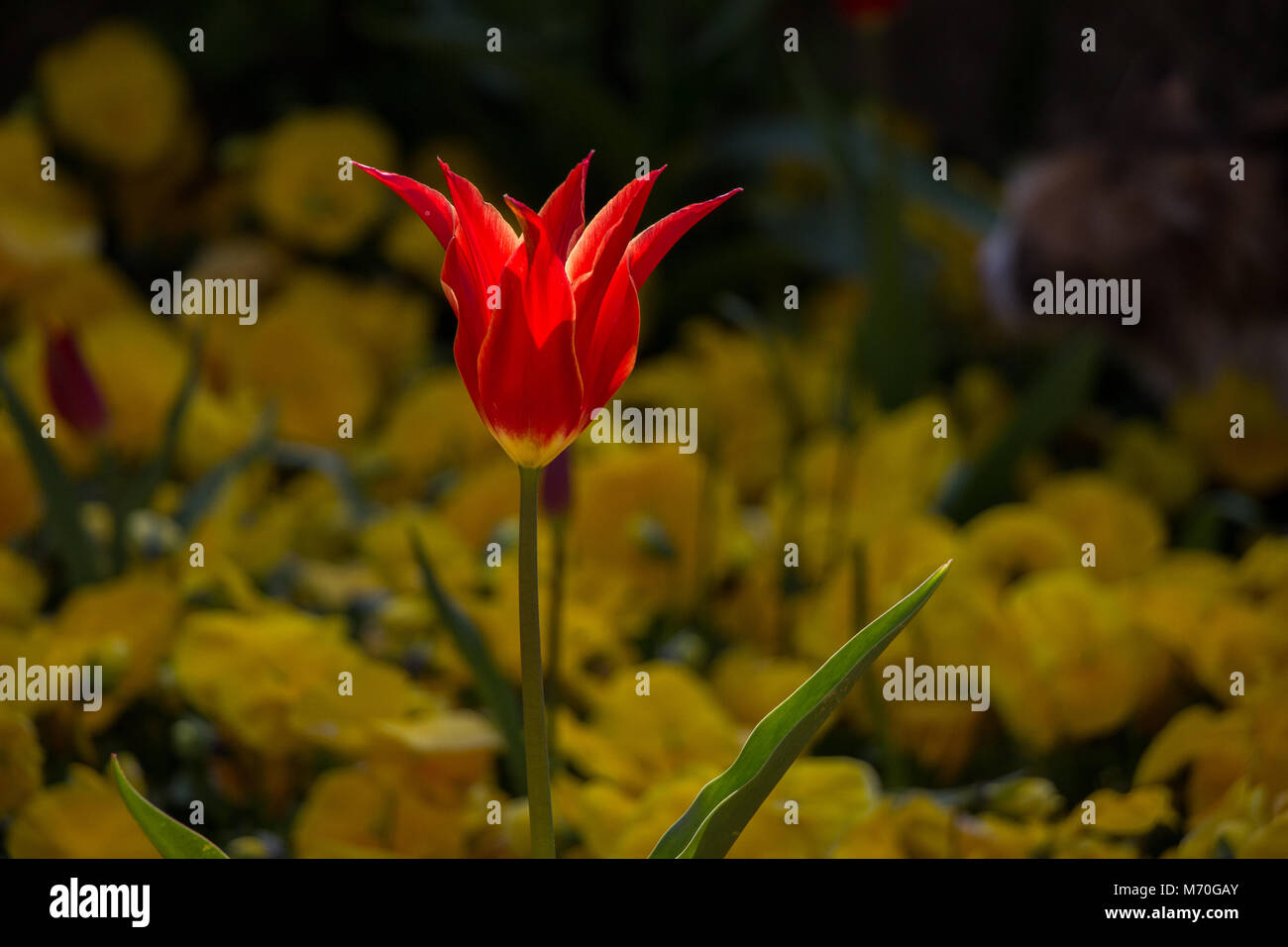 Red color Tulips Bloom in Spring in garden Stock Photo - Alamy