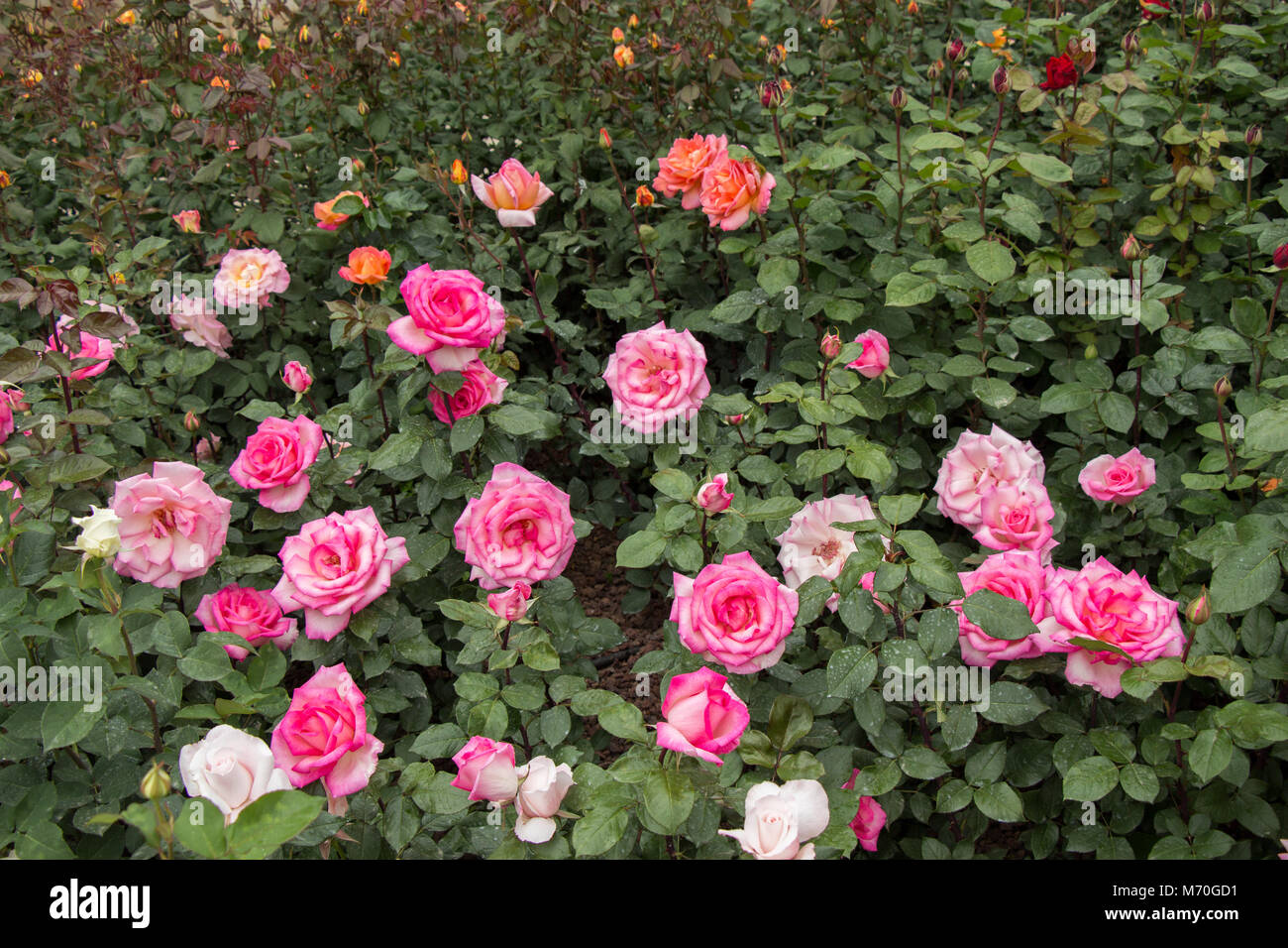 Blooming beautiful colorful roses in the garden background Stock Photo ...