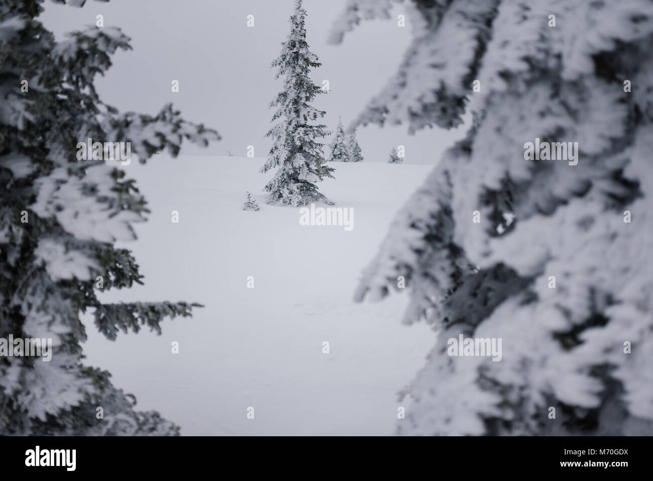 Snow fog blizzard arctic hi-res stock photography and images - Alamy