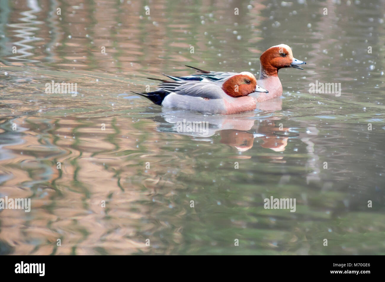 Two brown head ducks swimming Stock Photo - Alamy