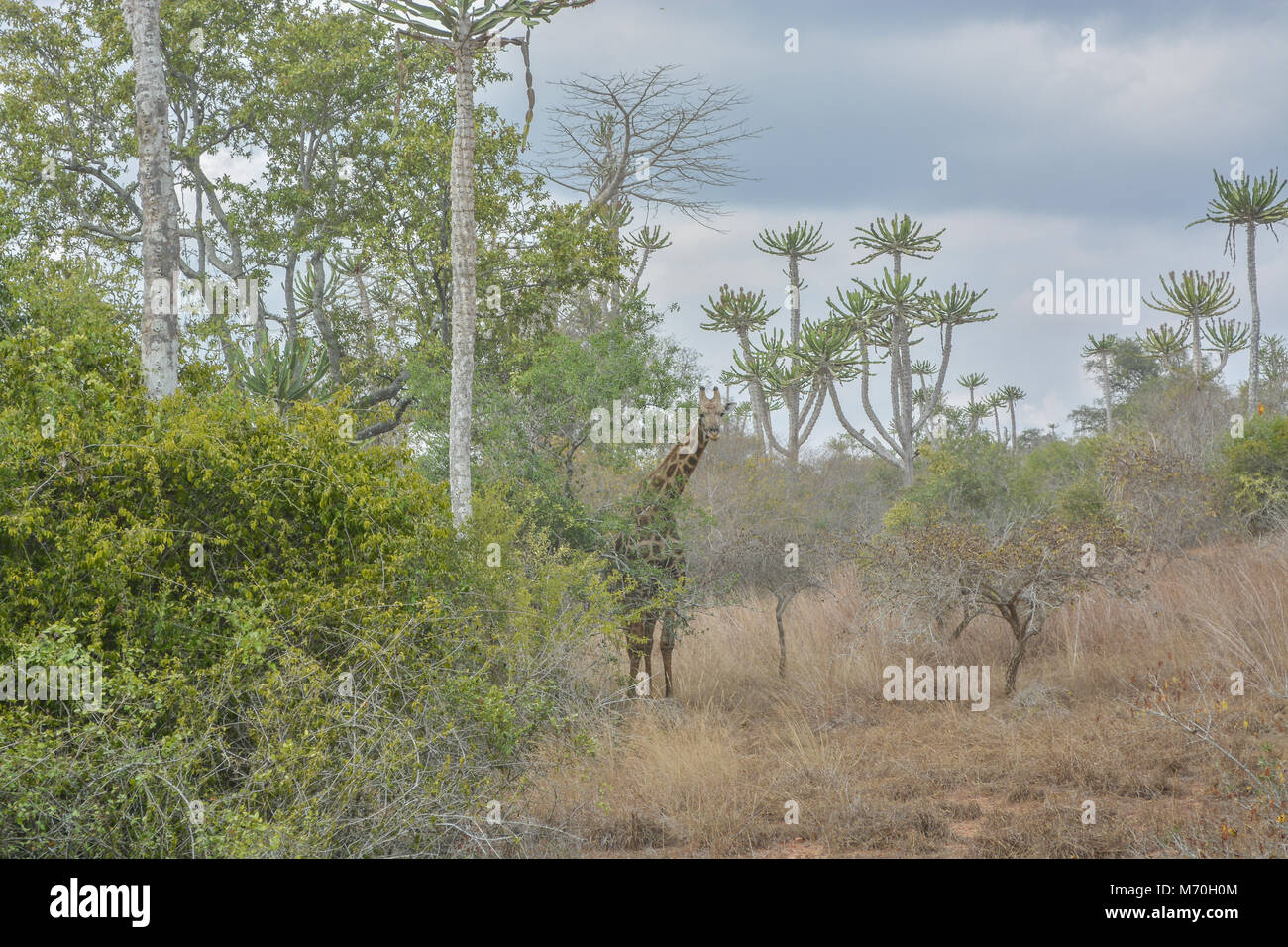 African Giraffe on middle of vegetation day cloud sky Stock Photo - Alamy